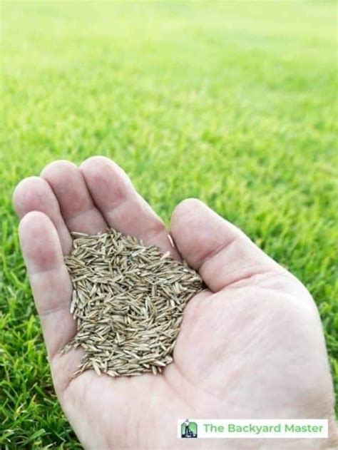 The Best Time To Overseed Your Bermuda Grass Lawn Story The Backyard