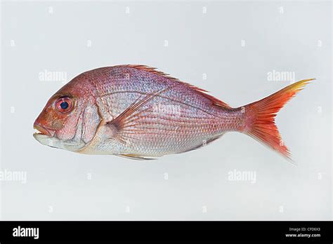 Red Sea Bream Pagrus Major Stock Photo Royalty Free Image 43931387