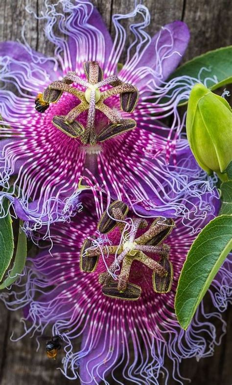 Passiflora Cincinnata Pasiflora Flor De La Pasión En 2024 Flor De La Pasión Pasiflora Flores