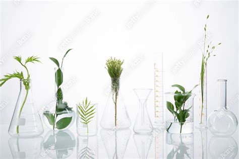 실험실장비 과학실험 사건 의학 과학 연구 주제 유리 시험관대 실험유리기구 원뿔플라스크 플라스크 식물 잎 꽃 뷰티 녹색 색상 이미지