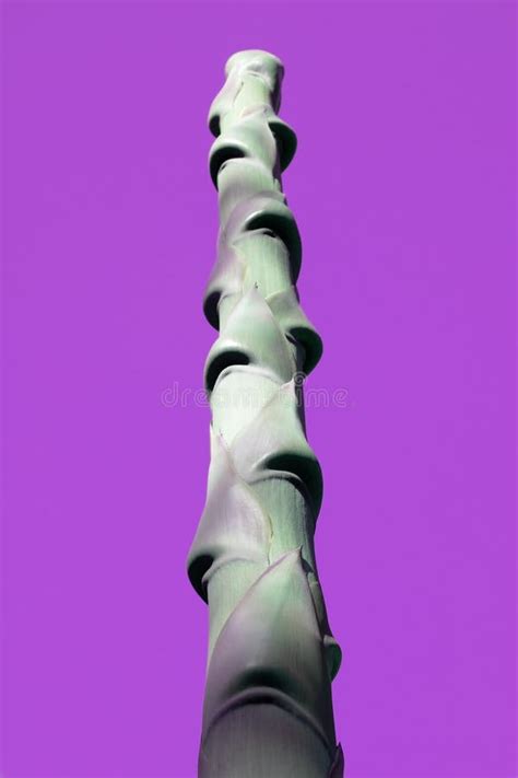 Bamboo Shoot On Purple Background Shallow Depth Of Field Stock Image