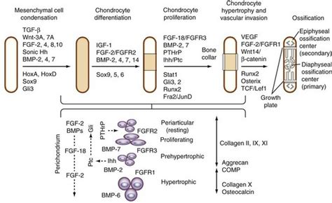 Biology Of The Normal Joint Musculoskeletal Key