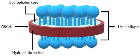 Schematic Representation Of A Mixed Psmalipid Nanostructure Paint