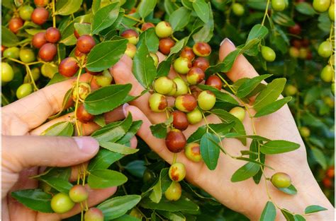 Ziziphus Jujuba Commonly Called Graphics ~ Creative Market