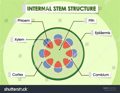 Diagram Showing Internal Stem Structure Illustration Stock Vector