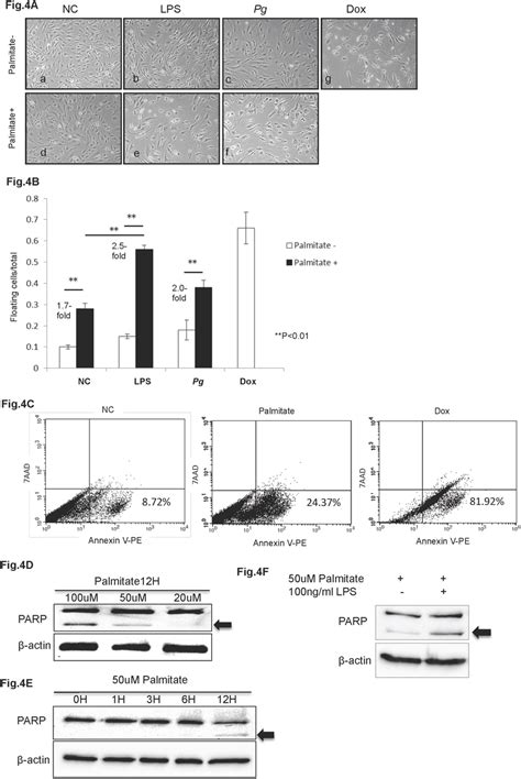 Pg And Pg Lps Increase Palmitate Induced Apoptosis In Huht1 Cells A Download Scientific
