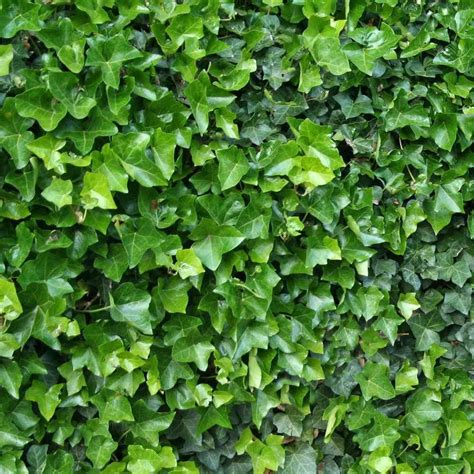 Hedera hibernica ír borostyán Florapont