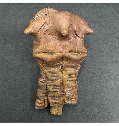 Fossils For Sale Fossils Rare Permian Crinoid From Western