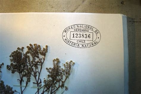 El Herbario Del Mnhn Y La Identificación De Plantas Nativas Museo