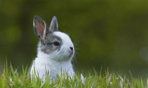 Pododermatitis la DERMATITIS en Conejos más HABITUAL Wakyma