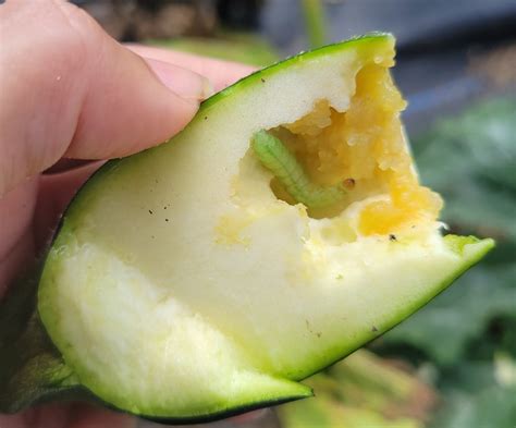 Pickleworm Melonworm Monitoring Update Virginia Ag Pest And Crop Advisory