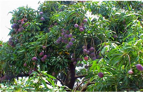 Fruit Trees Fertilizer Apple Tree Fertilizer Spikes Cromalinsupport Choose The Right