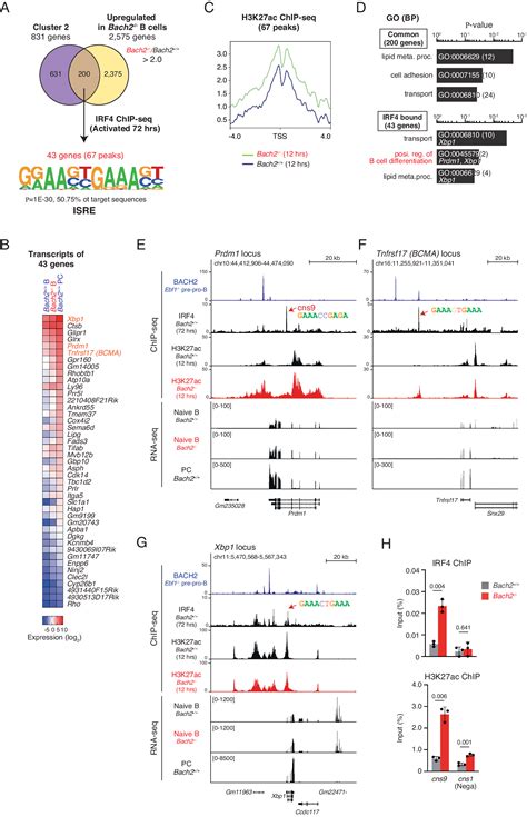 Accelerated Plasma Cell Differentiation In Bach2 Deficient Mouse B