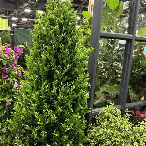 Ilex Emerald Colonnade® Holly Milmont Greenhouses