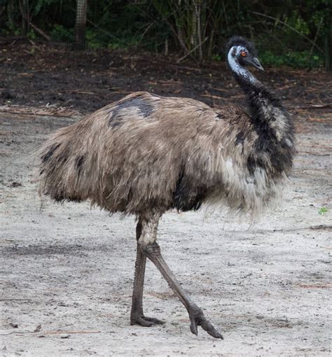 Emu