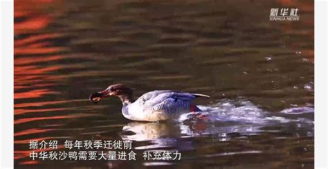 难得一见！快看“鸟中大熊猫”中华秋沙鸭集群捕鱼腾讯新闻