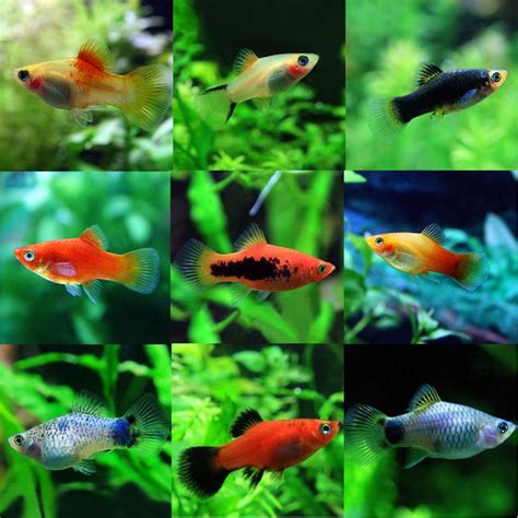 熱帯魚 ミックスプラティ 雌雄指定、種類指定不可 約3 3 5cm 4匹 A7 1000 熱帯魚通販のネオス 通販 Yahoo