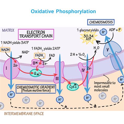 Biochemistry Glossary Oxidative Phosphorylation Ditki Medical