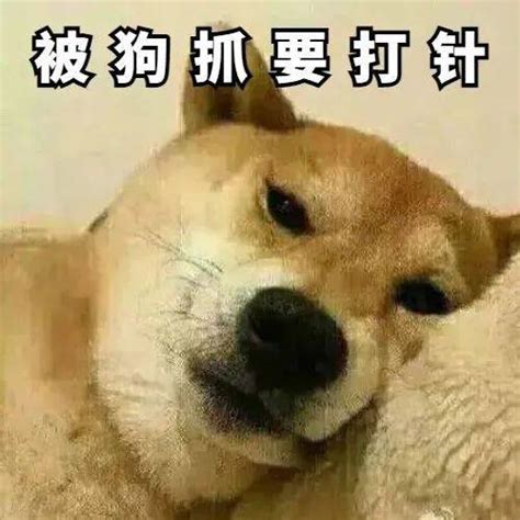 被狗抓伤，即使没出血，也要打狂犬病疫苗！进行处理动物