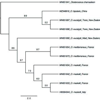 Maximum Likelihood Tree Based On 28S Download Scientific Diagram