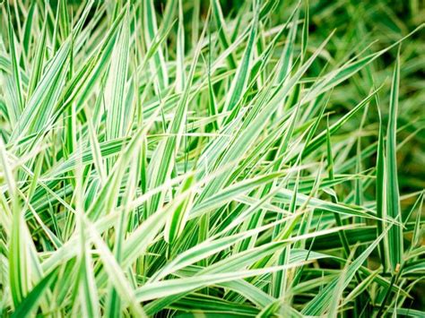 Care Of Ribbon Grass How To Plant Ribbon Grass Plants