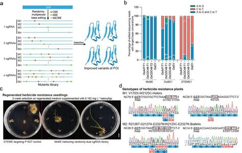 Plant Biotechnology Journal 南京农业大学万建民院士团队在作物基因组编辑育种新技术研究中取得新进展 知乎