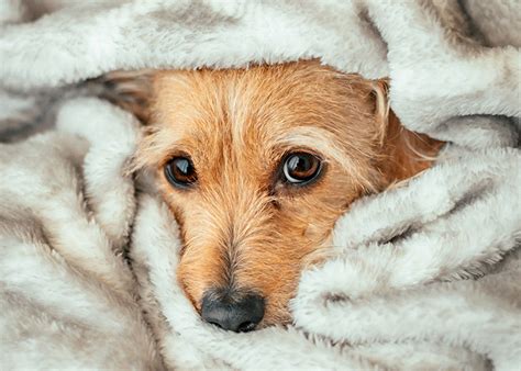 Depresión Invernal ¿los Perros También Lo Sufren Canuto