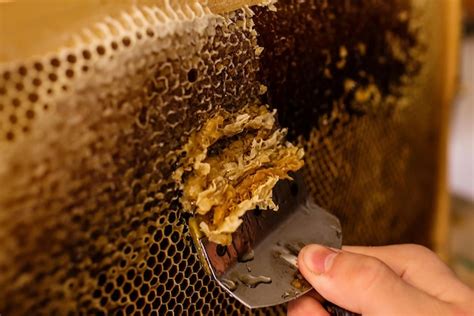 Premium Photo Uncapping Honey From A Filled Frame