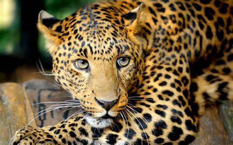 Leopard Hd Wallpaper High Resolution Pixelstalk Net