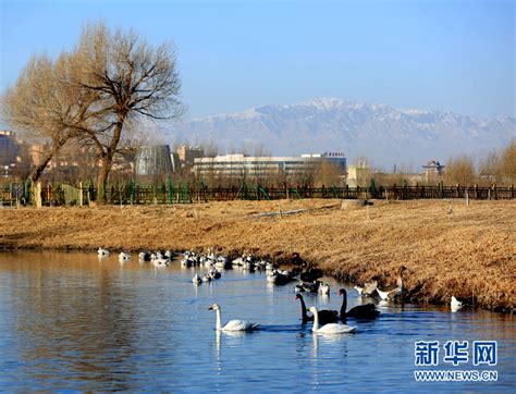 甘肃张掖天鹅戏水报春来 新华网甘肃频道