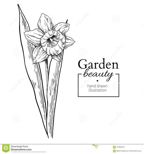 Daffodil Flower And Leaves Drawing Vector Hand Drawn Engraved F Stock