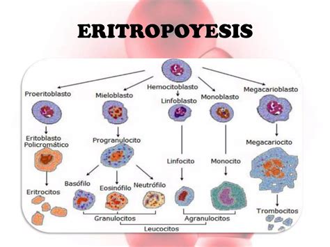 Eritropoyesis Ppt
