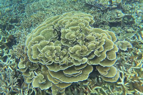 Tioman Coral Island Snorkeling Tour