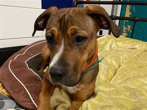 Elsa Red Tierparadies Schabenreith