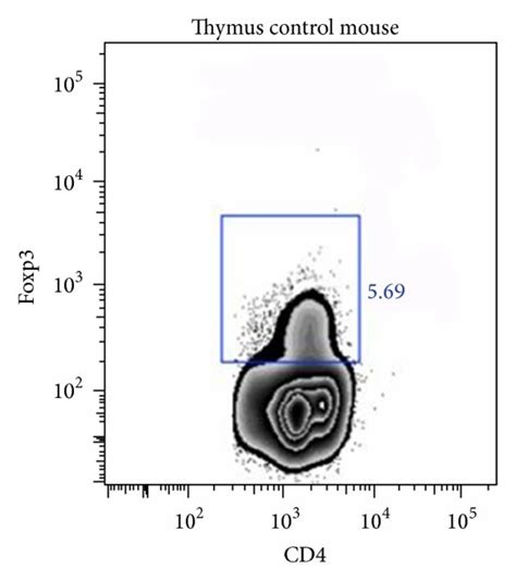 Anatomic Macroscopic And Microscopic Structures Of A Large Thymus A
