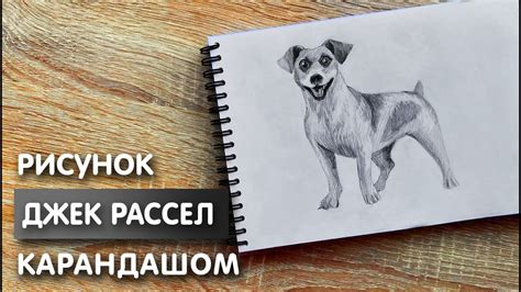 Как нарисовать Джека Рассела карандашом Рисунок для начинающих