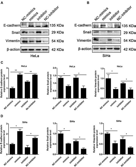 Mir 195 5p Inhibits Malignant Progression Of Cervical Cancer By Target