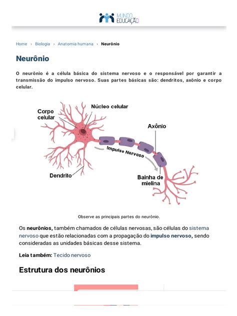 Neurônio O Que É Tipos Função Estrutura Mundo Educação Pdf Neurônio Sinapse