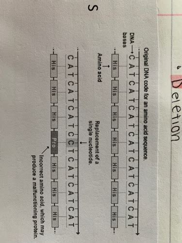 Mutation Flashcards Quizlet