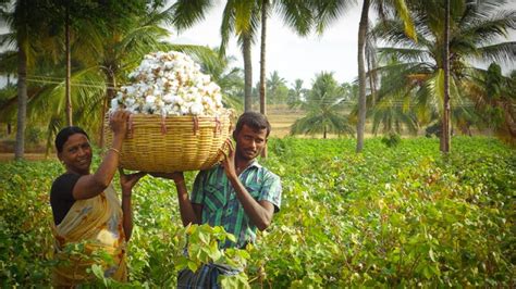 Maharashtra State In India Contemplates Lifting Gmo Herbicide Tolerant