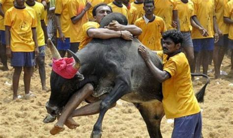 Jallikattu What Is The History Significance Meaning Of Tamil Nadus