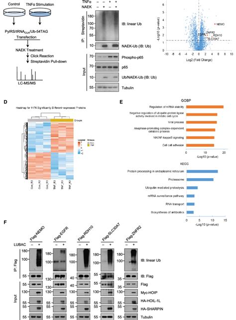 Global Profiling Of Linear Ub Substrates In Live Cells With Naek Ub