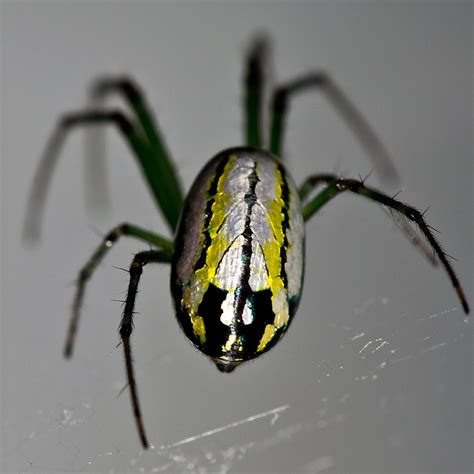 Orchard Orb Weaver Aaa Exterminators