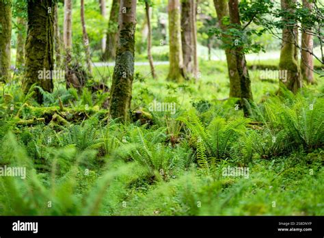 Massive Pine Trees With Ivy Growing On Their Trunks Impressive Green Woodlands Of Killarney