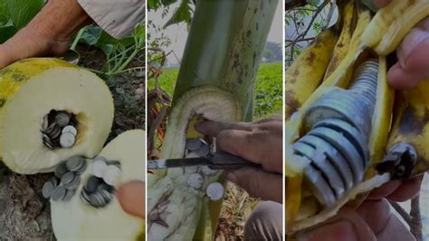 Viral Video পয়সায় ঠাসা ফল সবজি গাছের বাগান যা ই কাটা হচ্ছে গুচ্ছ