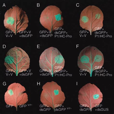 Agrobacterium Mediated Transient Expression Of Combinations Of Gfp