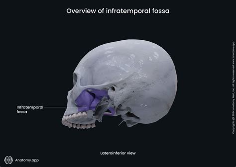 Infratemporal Fossa Anatomy App