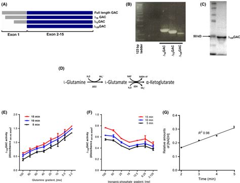 Cloning Expression Purification And Functional Testing Of Recombinant