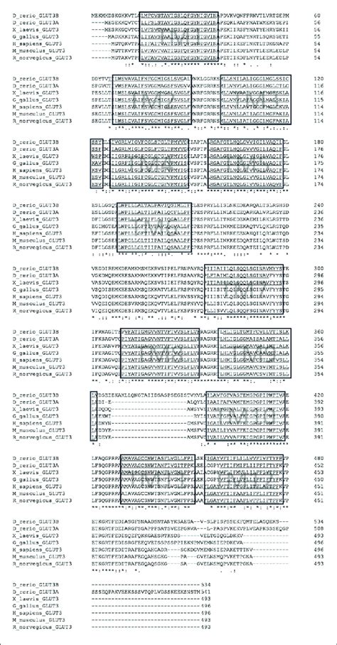 Multiple Sequence Alignment Of Glucose Transporter3 Glut3 Orthologs