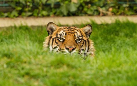 739444 Big Cats Tigers Grass Rare Gallery Hd Wallpapers